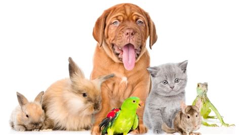 Do Cats Like Stuffed Animals? (What Science Revealed) - Pet Spruce