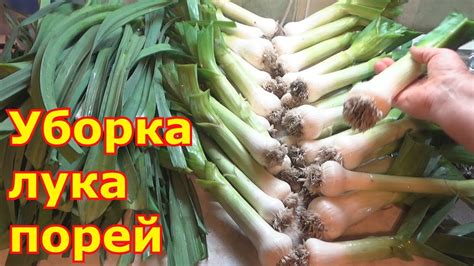 Лук порей - выращивание и уход. Когда убирать и как хранить лук порей в ...