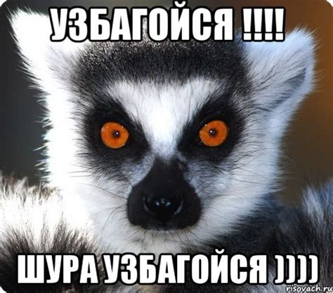 узбагойся !!! шура узбагойся )))), Мем лемур - Рисовач .Ру