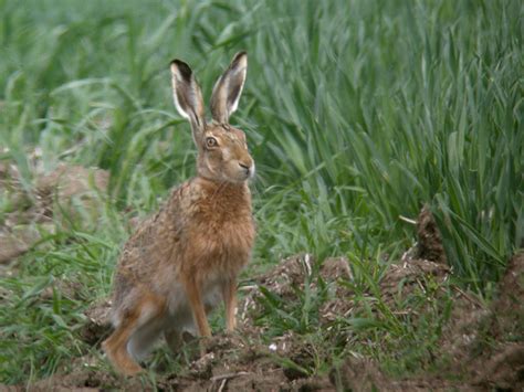 Lièvre Lepus europaeus European Hare