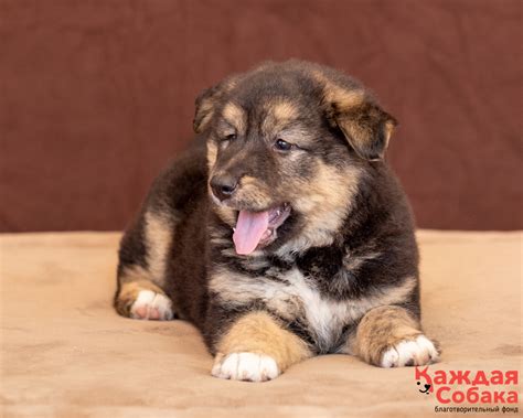 Кара - собака из Vetland Adoption уже дома
