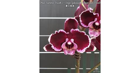 Орхидея Phal. Summer Breath - купить, доставка Украина