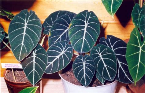 Купить Алоказию (Alocasia) комнатное растение в СПб в интернет – магазине