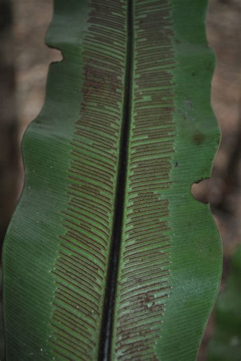 Asplenium nidus | Ferns and Lycophytes of the World