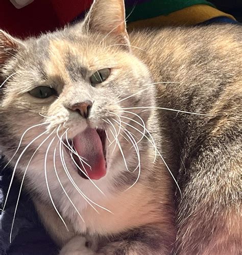 Sunny Bunny : r/WhiskerFireworks