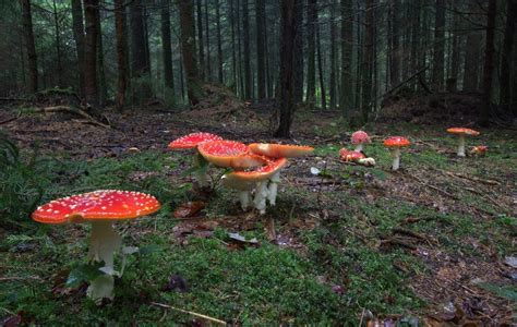 Im Walde.. (Forum für Naturfotografen)