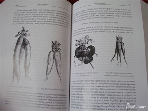 Книга: Русский огород, питомник и плодовый сад - Рихард Шредер. Купить ...