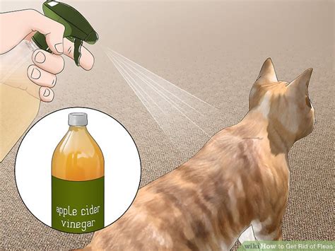 How To Get Rid Of Fleas On Cats Head at Janna Altieri blog