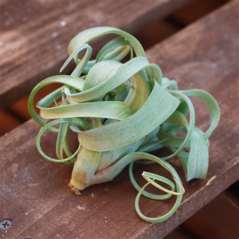Order Tillandsia 'Curly Slim'| Fast Delivery – Planet Desert
