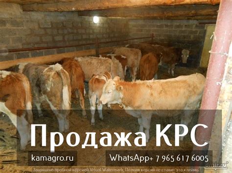 Как купить КРС и не закопать деньги......... Подробнее у наших ...