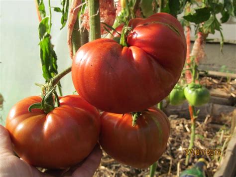 Томат Сахарный гигант. Описание сорта, наслаждаемся сладким вкусом ...