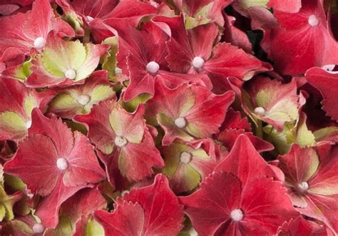 Гортензия крупнолистная Роял Ред (Hydrangea macrophylla Royal Red ...