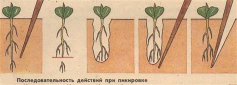 Пикировка молодых растений: как делать и для чего нужна