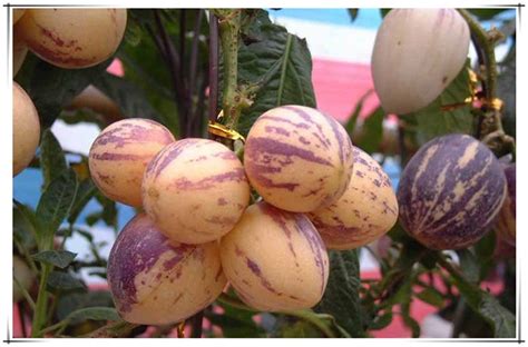Factory Natural Ginseng Fruit/ Solanum Muricatum 10: 1 Extract Powder ...