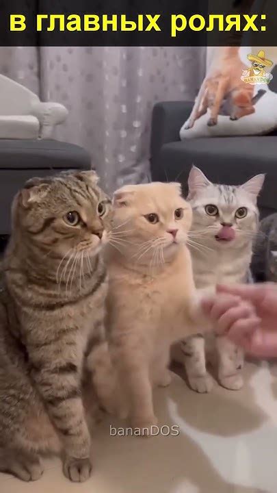 В главных ролях #мемы #коты #приколы - YouTube