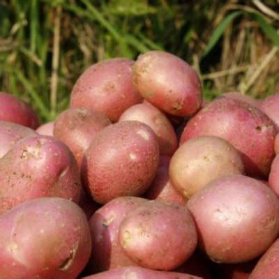 Картофель Алладин: описание и характеристики, особенности посадки и ...