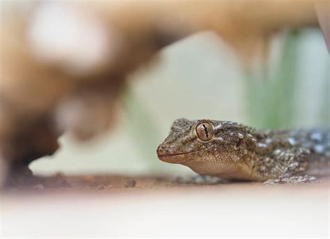 Gecko '24 (Forum für Naturfotografen)