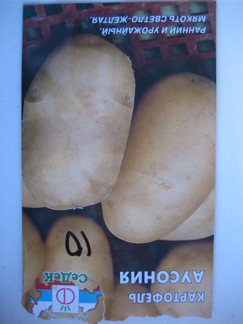 Картофель «Аусония» - Дневник огородника. Метод Митлайдера в действии.