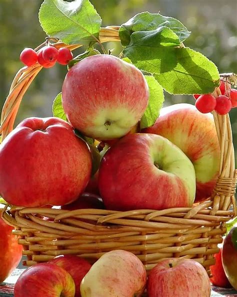 Пин от пользователя Brigitte на доске Red Apple Farm*** | Яблоки, Ягоды ...