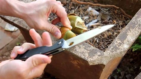Spyderco Resilience тест: рубим кокос. - YouTube