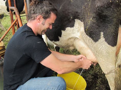 Where Is Darren Now?: Milking Cows