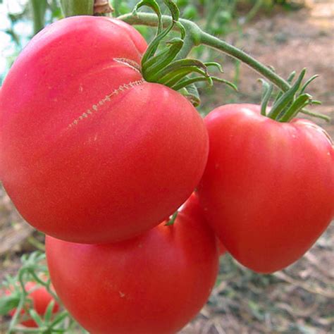 Томат Сахарное сердце Premium Seeds (83848): купить семена почтой в ...