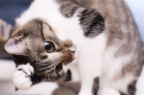 Чесоточный клещ у кошек и котов | лечение, симптомы, фото