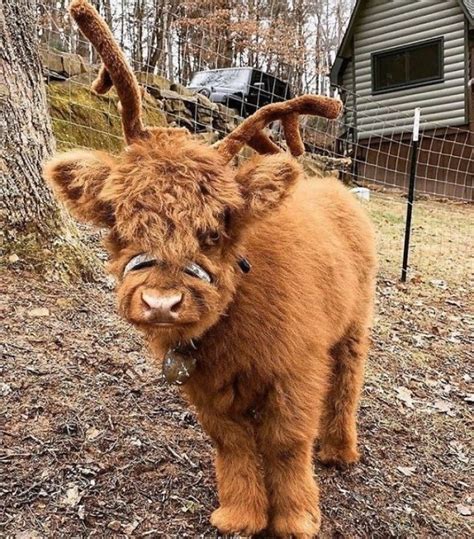 Funny Cows (28 pics)