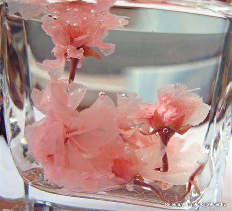 WISHLIST.RU Солёный чай из цветков сакуры "Сакураю"