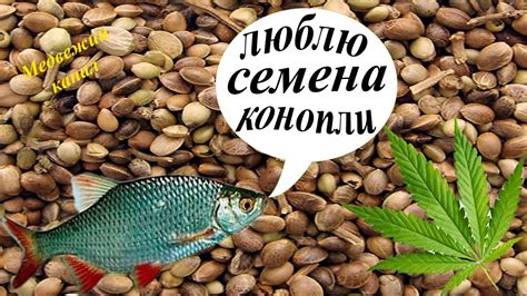 Семена ЗАПРЕЩЕННОГО растения для рыбалки.Насадка(наживка)для мирной ...