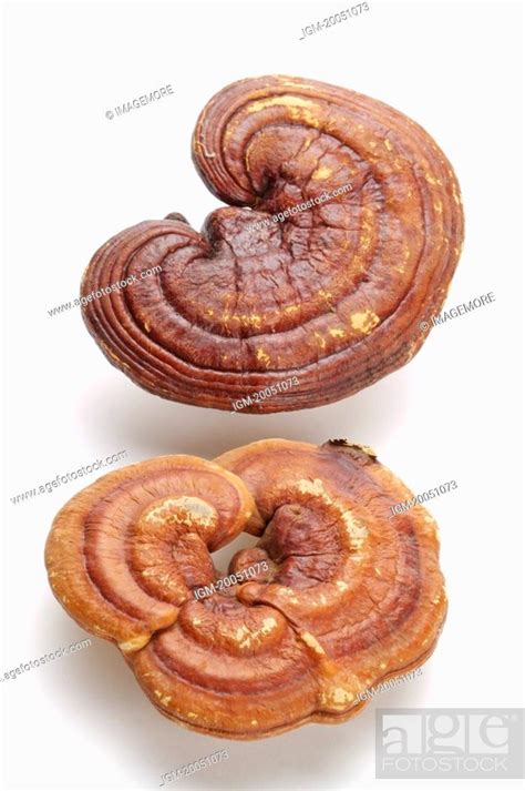 Ganoderma Lucidum, Stock Photo, Picture And Royalty Free Image. Pic ...