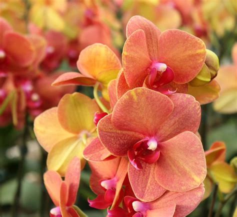 Phalaenopsis Surf Song – Floraria Secret Garden (SG)