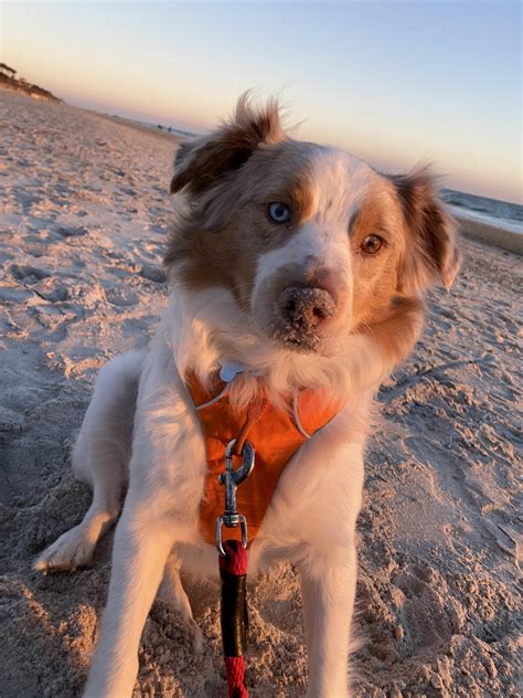 Sunrise walks! : r/MiniAussies
