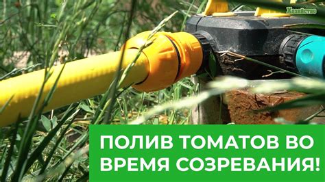 Полив томатов во время созревания! Правильный полив гарантирует успех ...