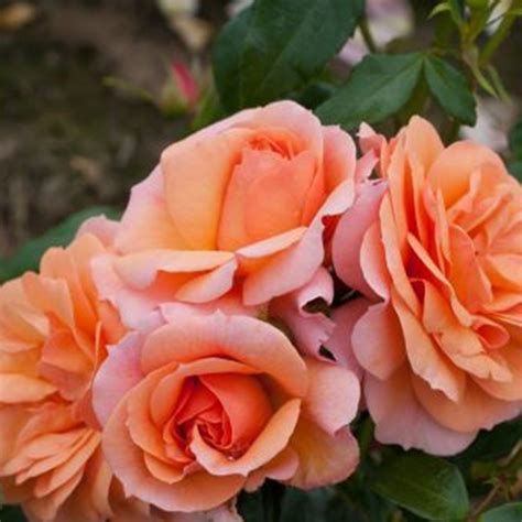 R Aprikola in pot
