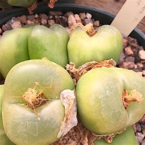 Conophytum maughanii #1430.411 - Mesa Garden