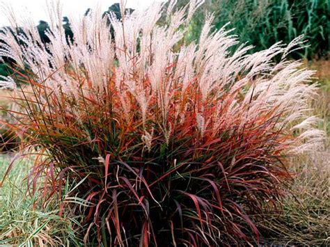 Купить семена Мискантус китайский Miscanthus sinensis Sioux в Москве ...