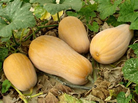 Мускатная тыква. Сорта, фото, описание, отзывы