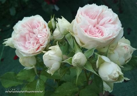 Pashmina (Пашмина) ⋆ Розовая клумба
