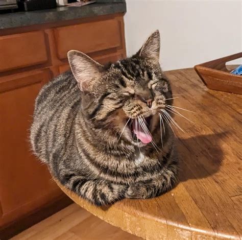 Adopt Kellog the cat! : r/pittsburgh
