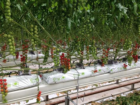Cocogreen Coco Peat Substrates