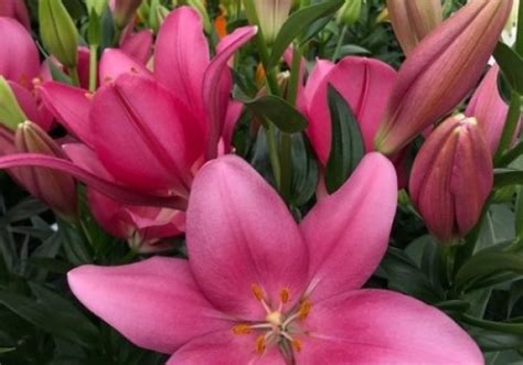 Lilium LA Lively | Sīpolpuķes | Onava.lv