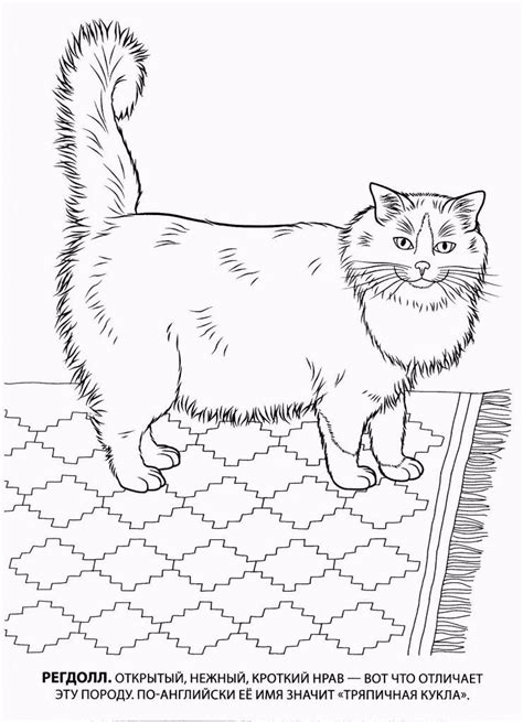 Раскраски котята, кошки, котики распечатать бесплатно, скачать