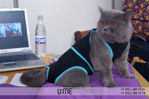 U:ME Одежда для котов, кошек https://vk.com/umepets боди Анти-секс ...