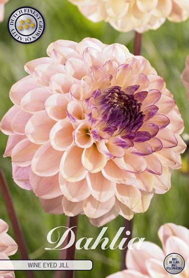 Dahlia - Wine Eyed Jill | Flowers by Flourish