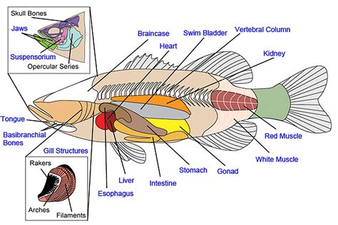 The Anatomy of Fish