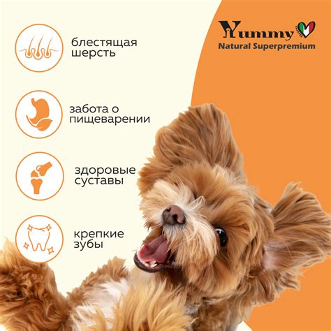 Купить Сухой корм для взрослых собак мелких пород Индейка 2,5 кг ...