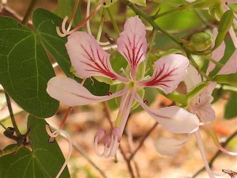 Flora-tree-B