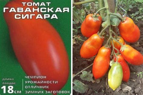 Томат Гаванская сигара: характеристика и описание среднеспелого сорта с ...