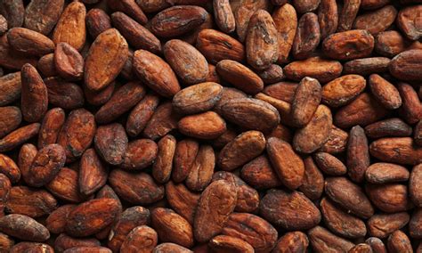 Cocoa - CalleCatrina